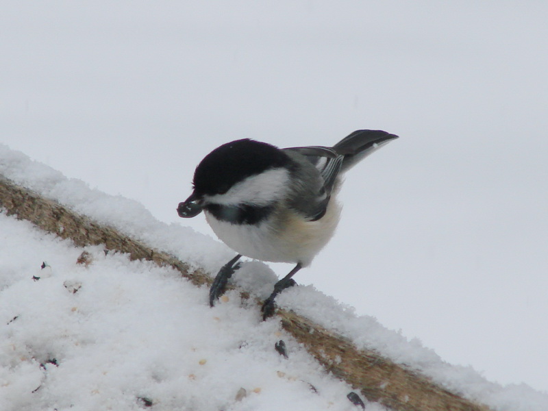 Birding Is Fun!: Chick-a-Dee-Dee-Dee