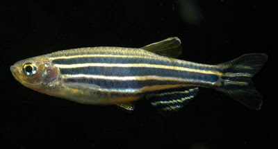 Zebra Danio | pj7aquarium