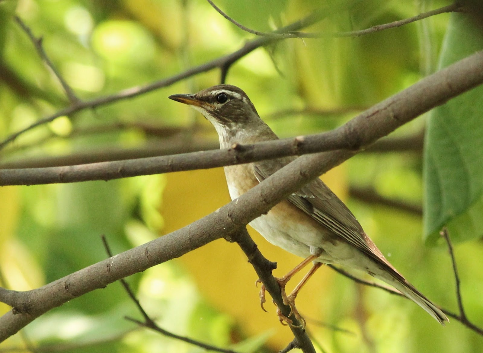 Vietnam Bird News: April 2012