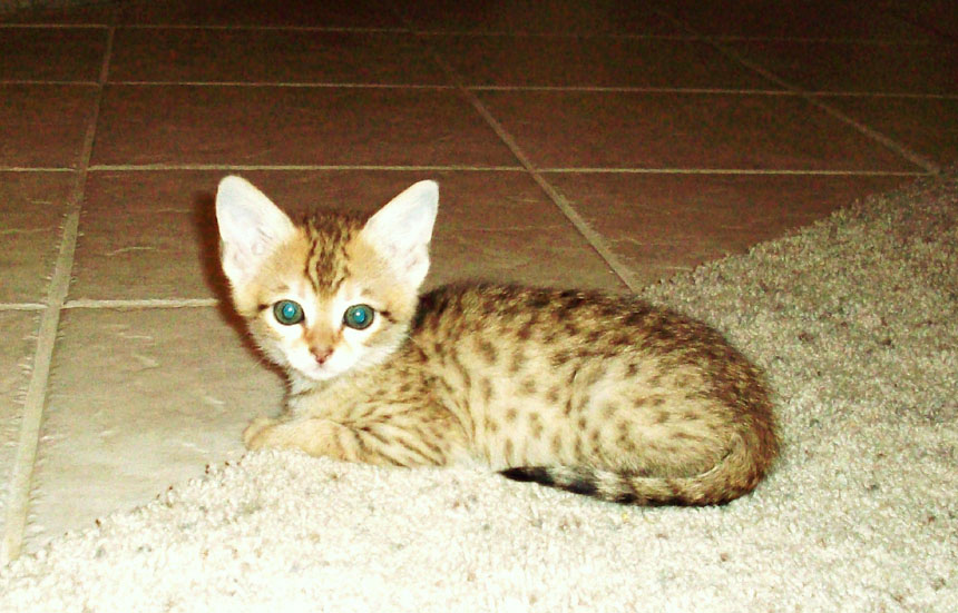 C F3 Female Savannah Kitten "Sable"-Heather Goerdt