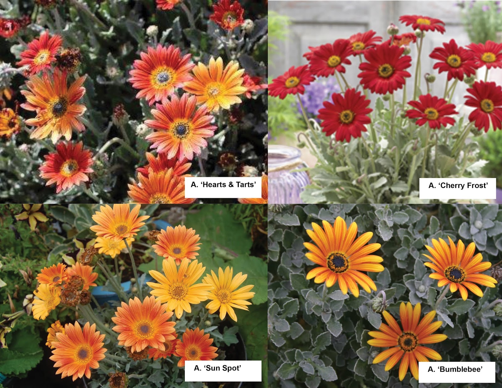 Life Goes Better with Plants : The Raver Series of Arctotis- You can't ...