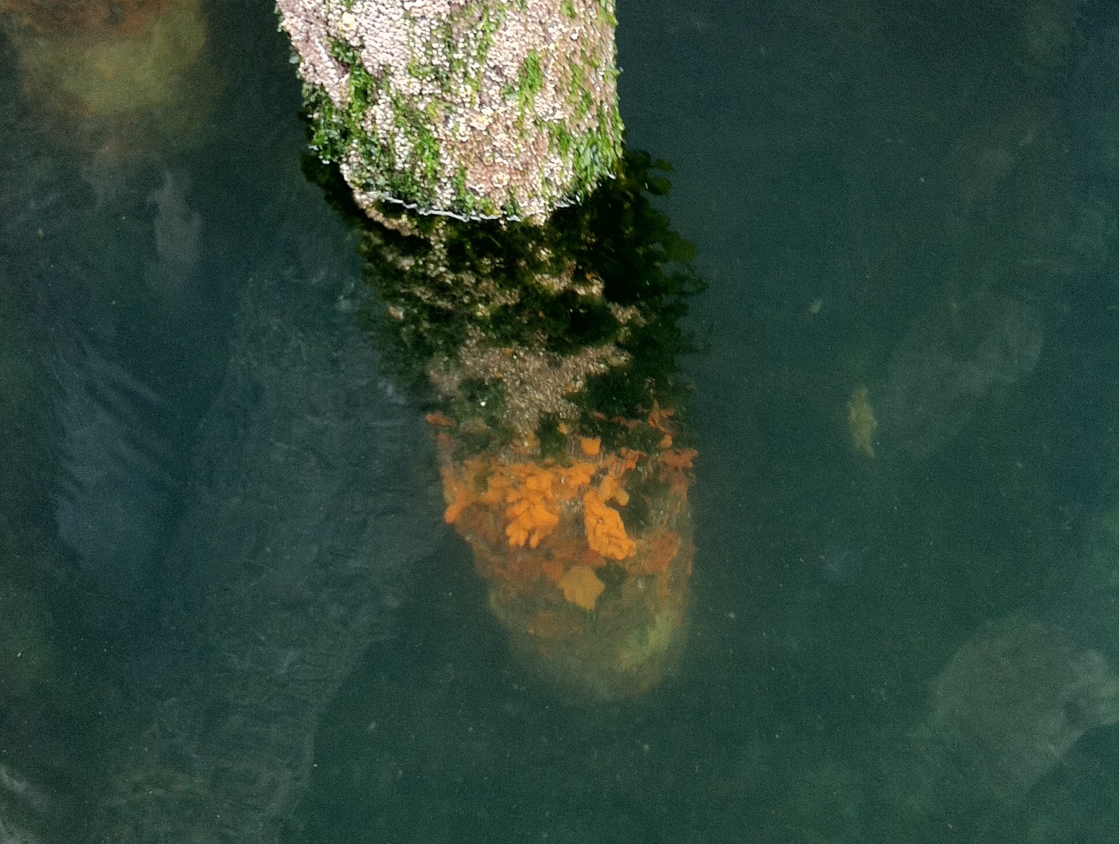 Harbor Watch: Marine Invasives Monitoring