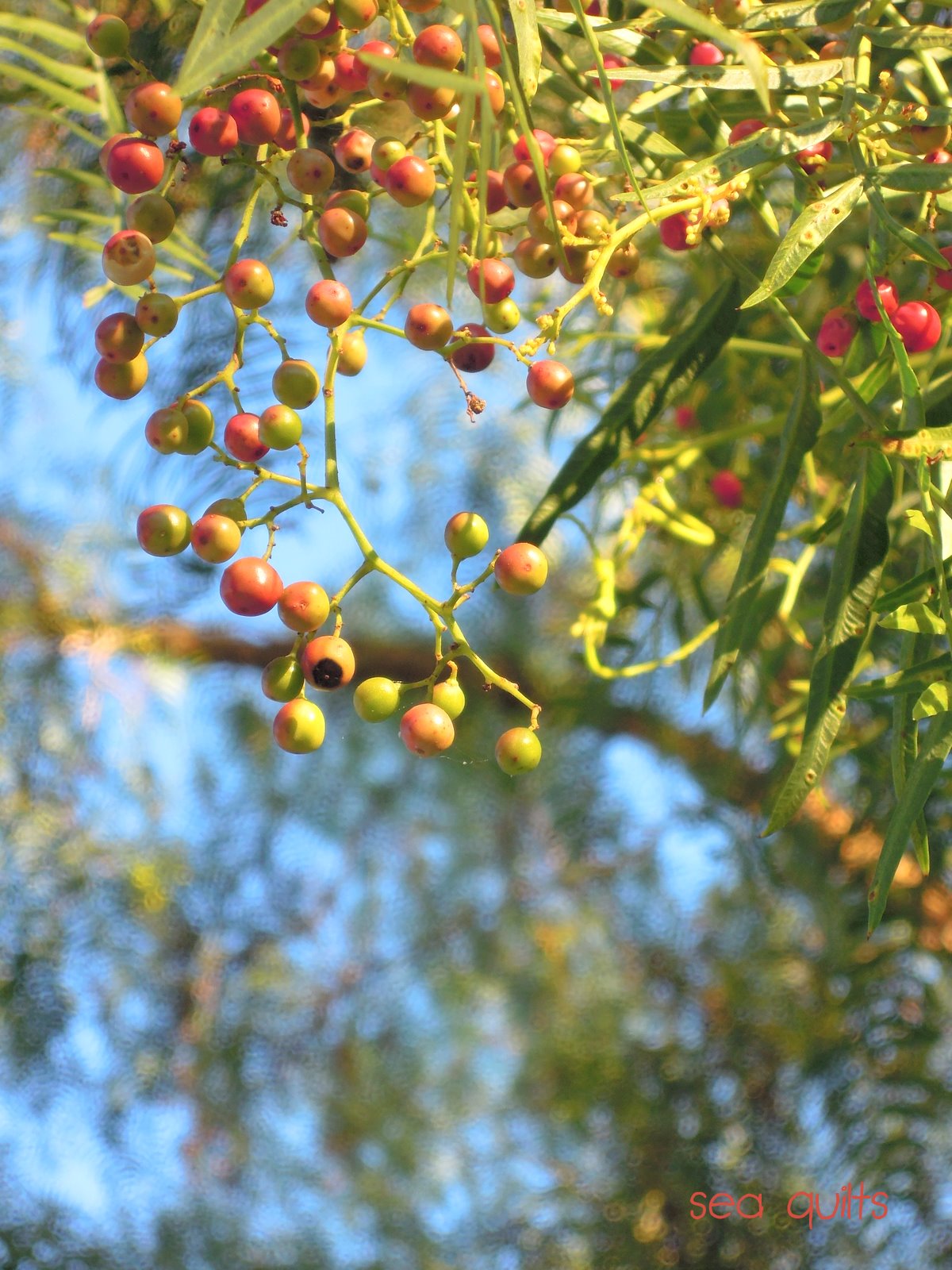 Sea Quilts: ~ Polka Dots in Nature
