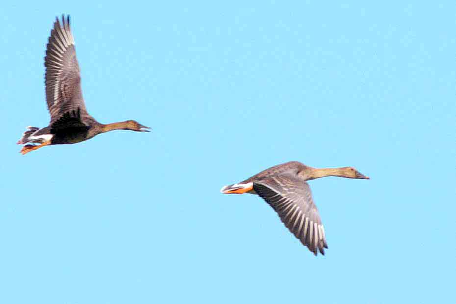Ryukyu Life: 8 Images of Tundra Bean Geese in Flight