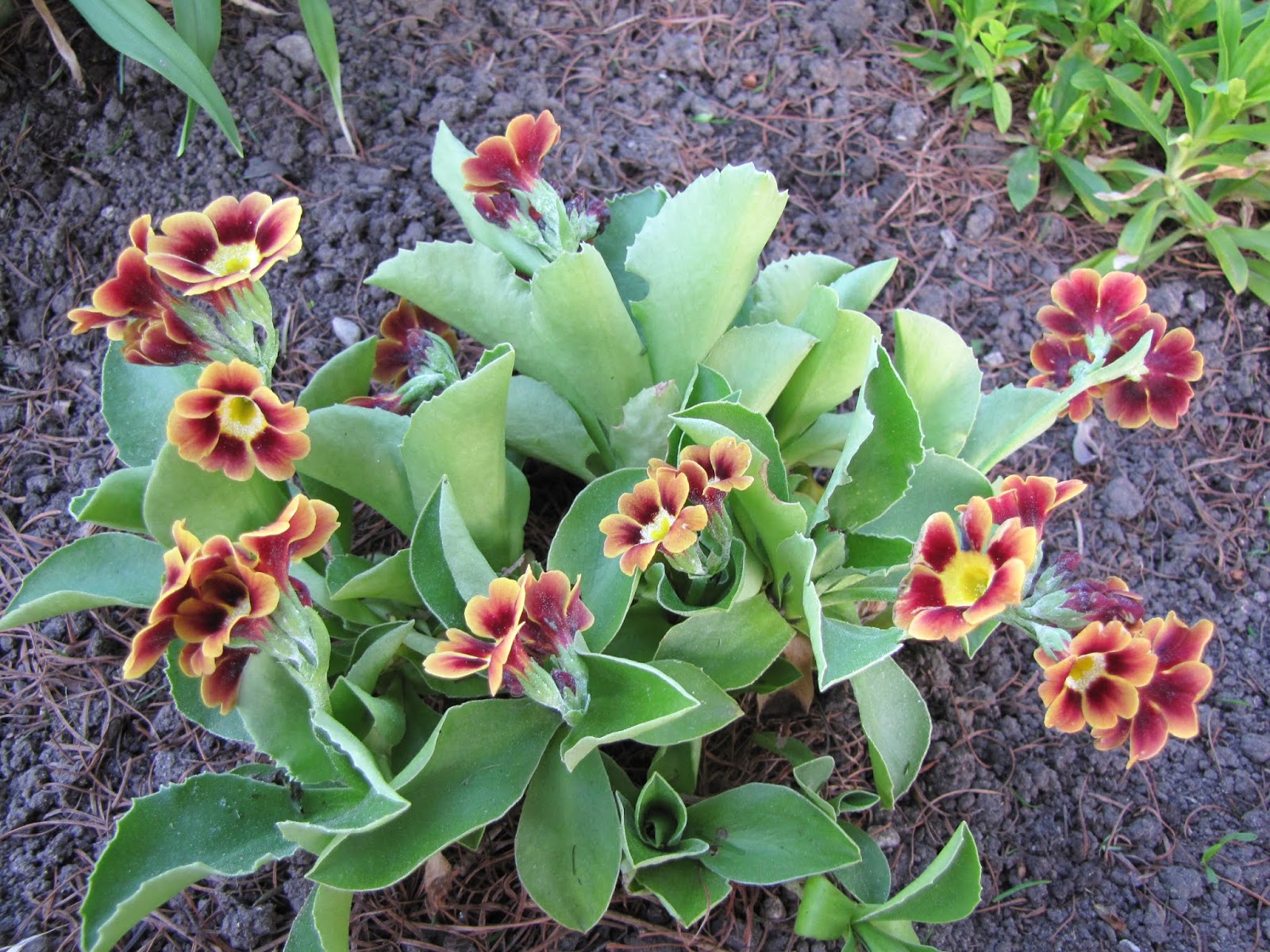 Lepatriinu lembehetked: mai 2018