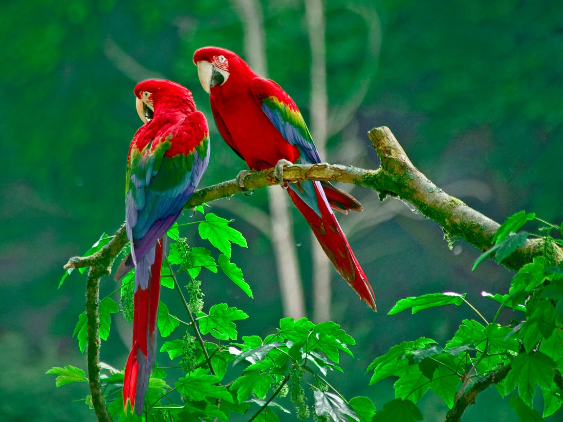 High Definition HD Quality Desktop Wallpapers: Beautifully Parrots ...