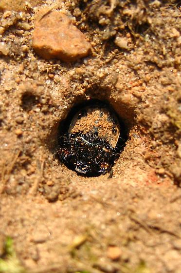 Growing Up In Waldron: In Search of the World's Meanest Worm