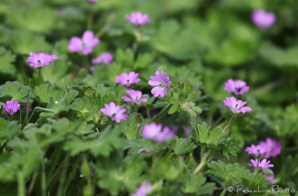 Flore de Camargue: Geranium molle, Géranium à feuilles molles