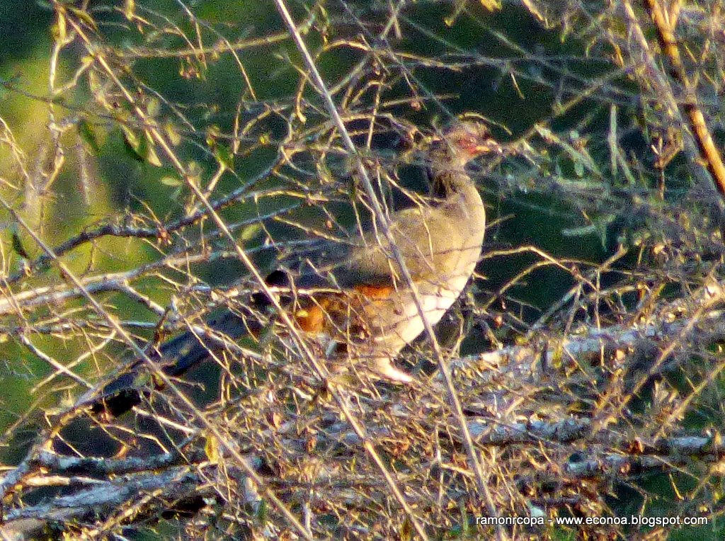 Aves del NOA y algo mas..: Charata (Ortalis canicollis)
