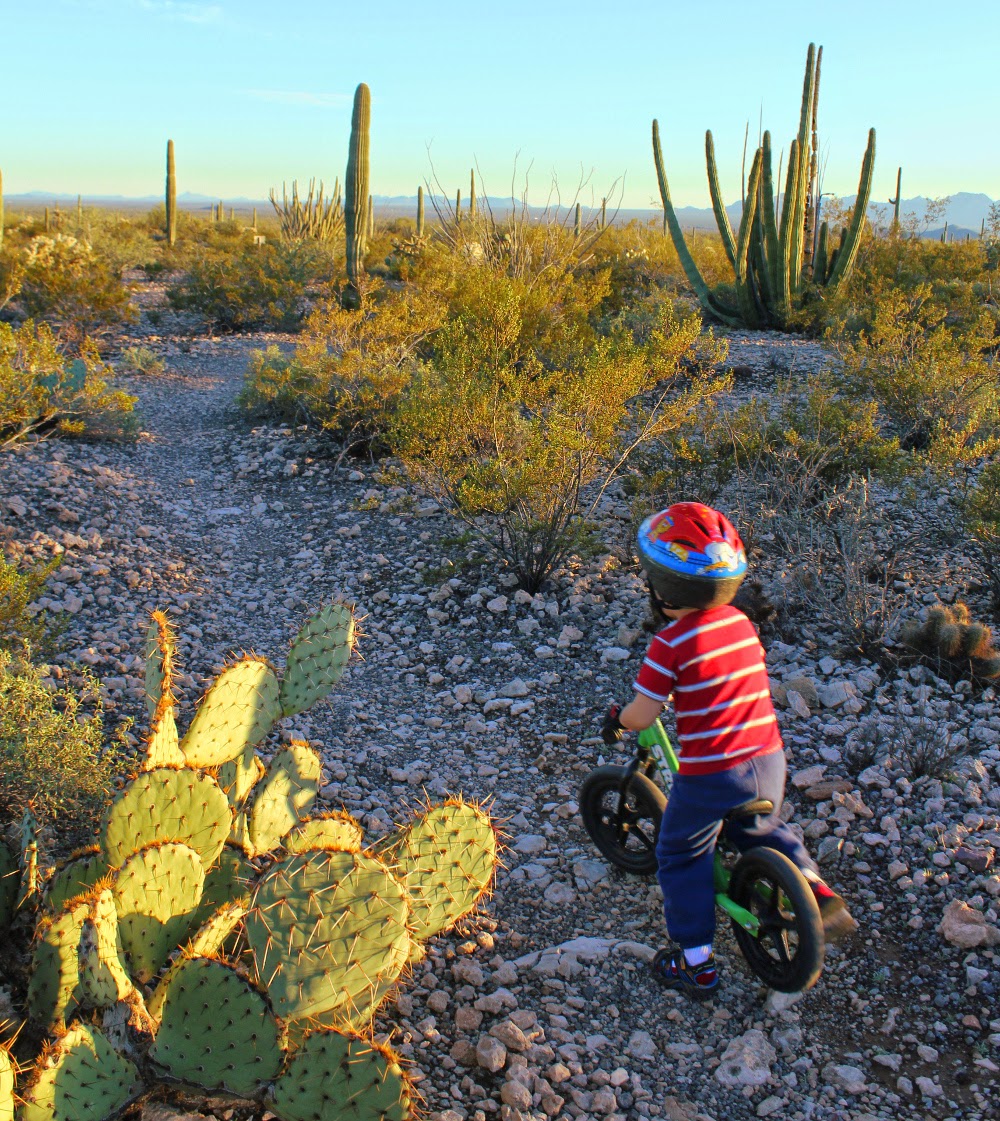 Organ Pipe Cactus National Monument | Modern Mongolian
