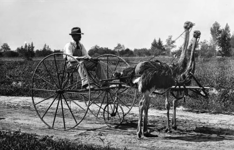 Just A Car Guy: ostrich racing carts and around the farm ostrich wagons