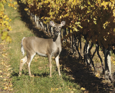 Napa Valley Insider: Everything You Ever Wanted to Know about the Napa ...