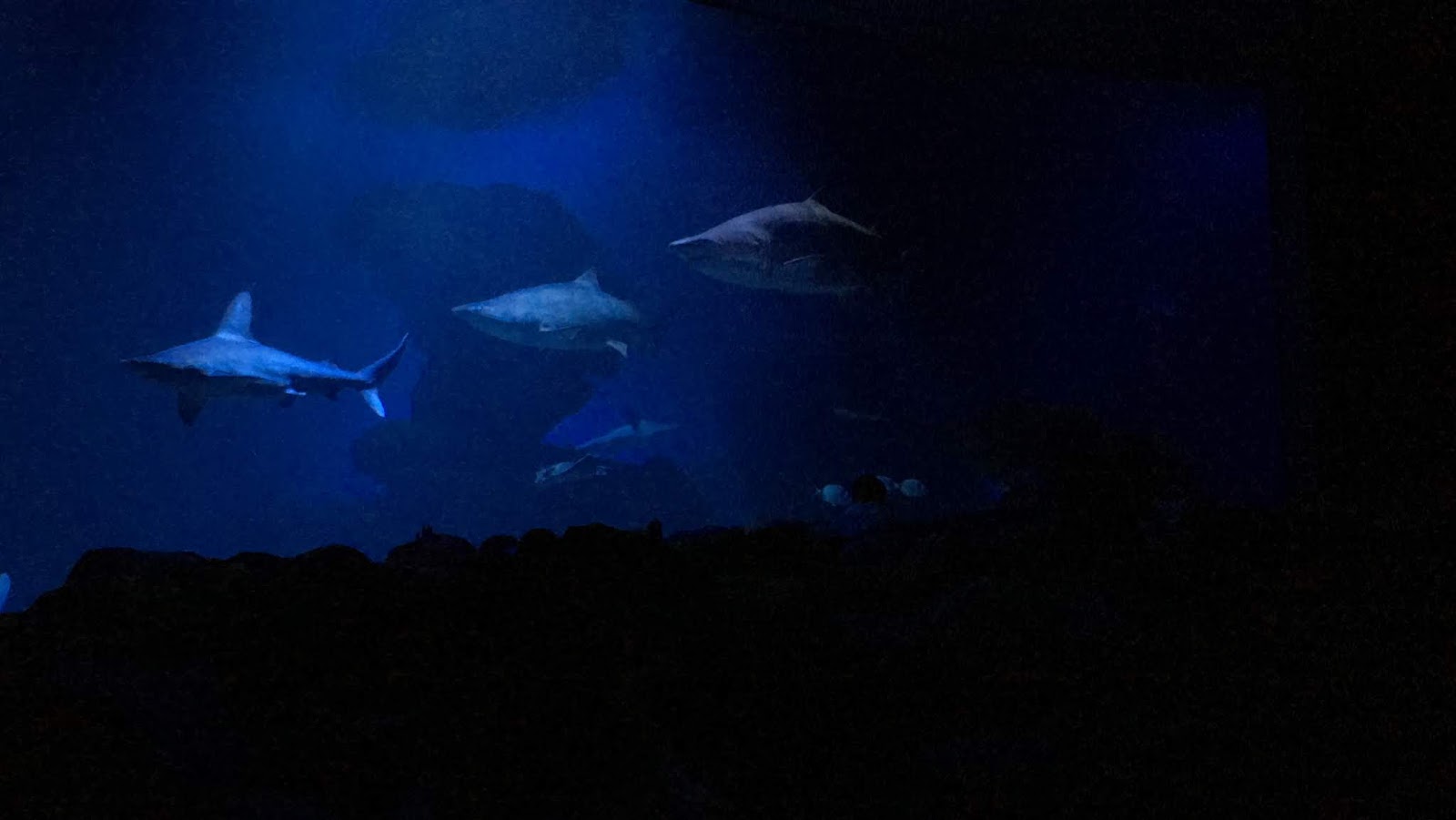 La classe de la selva: Nit amb taurons!!!!