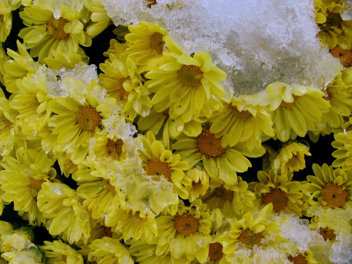 LA MULTI ANI, ROMANIA!: Crizanteme galbene