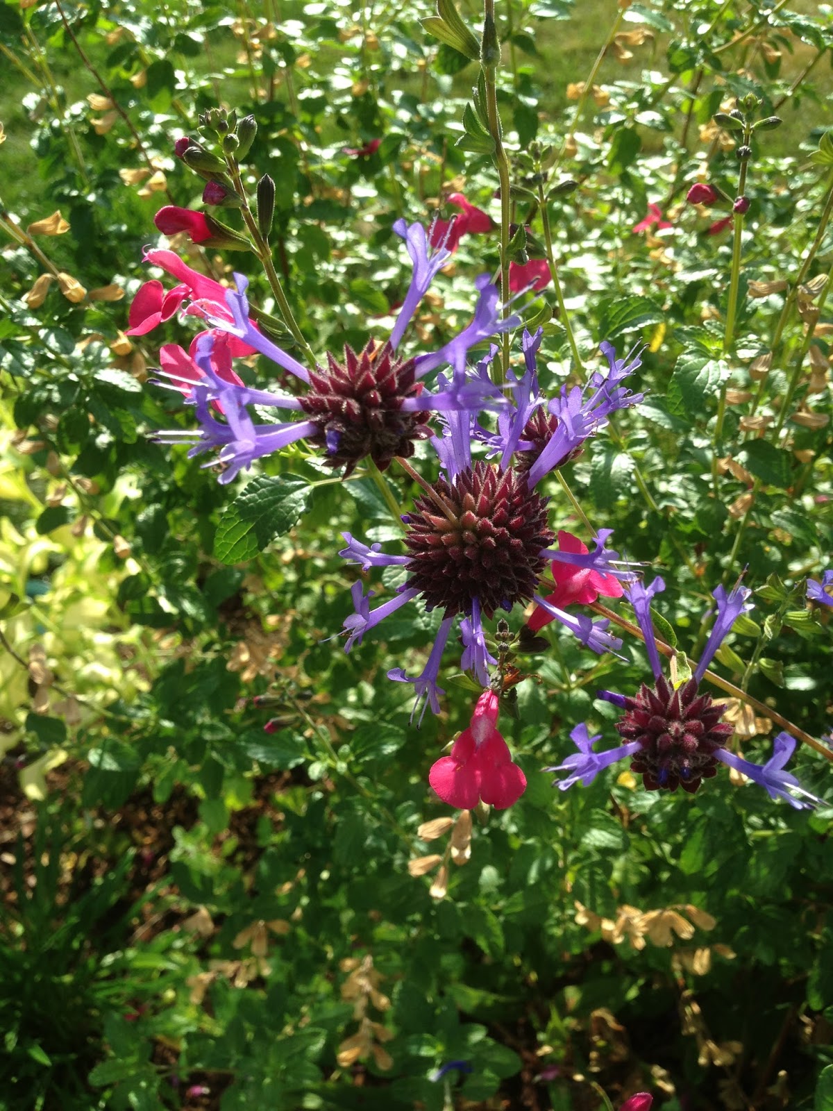 The Lents Farmer: Today's Favorite Plant - Salvia clevelandii