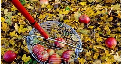 Rachel the Gardener: Raking fallen apples - the cheap and easy way