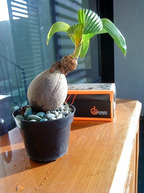 COCO BONSAI: stunning form