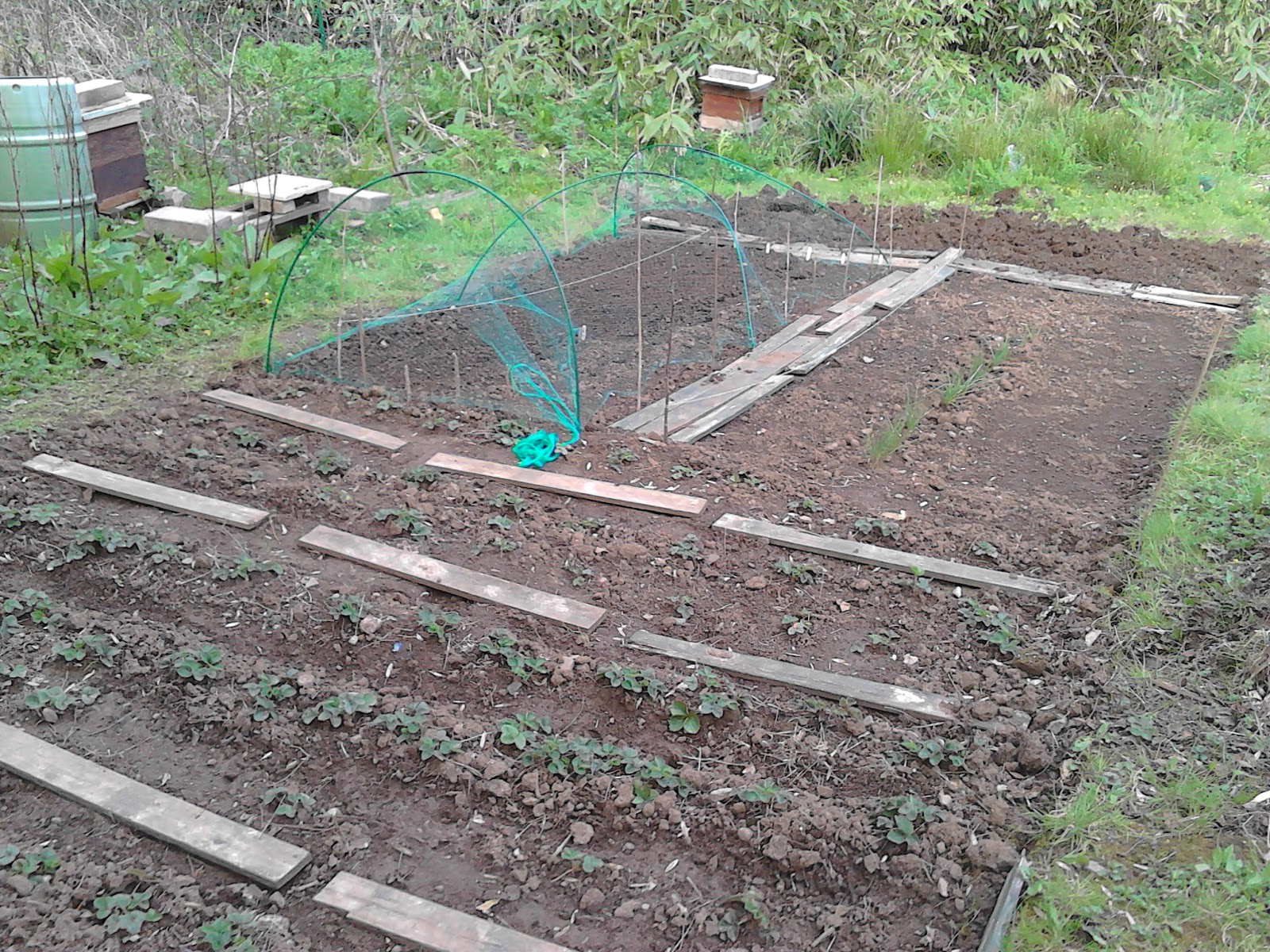 The Green Fingered Blog: Getting your allotment or vegetable patch started