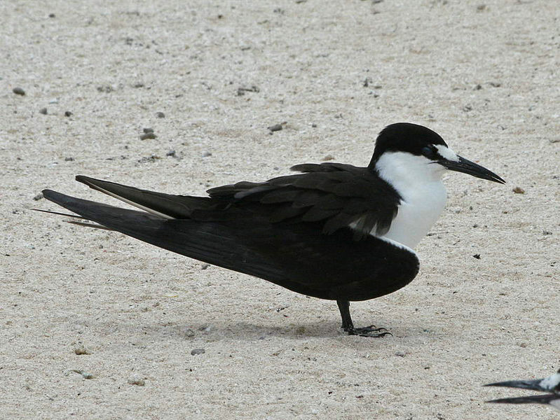 Animal Unique Beautiful: Sooty Tern