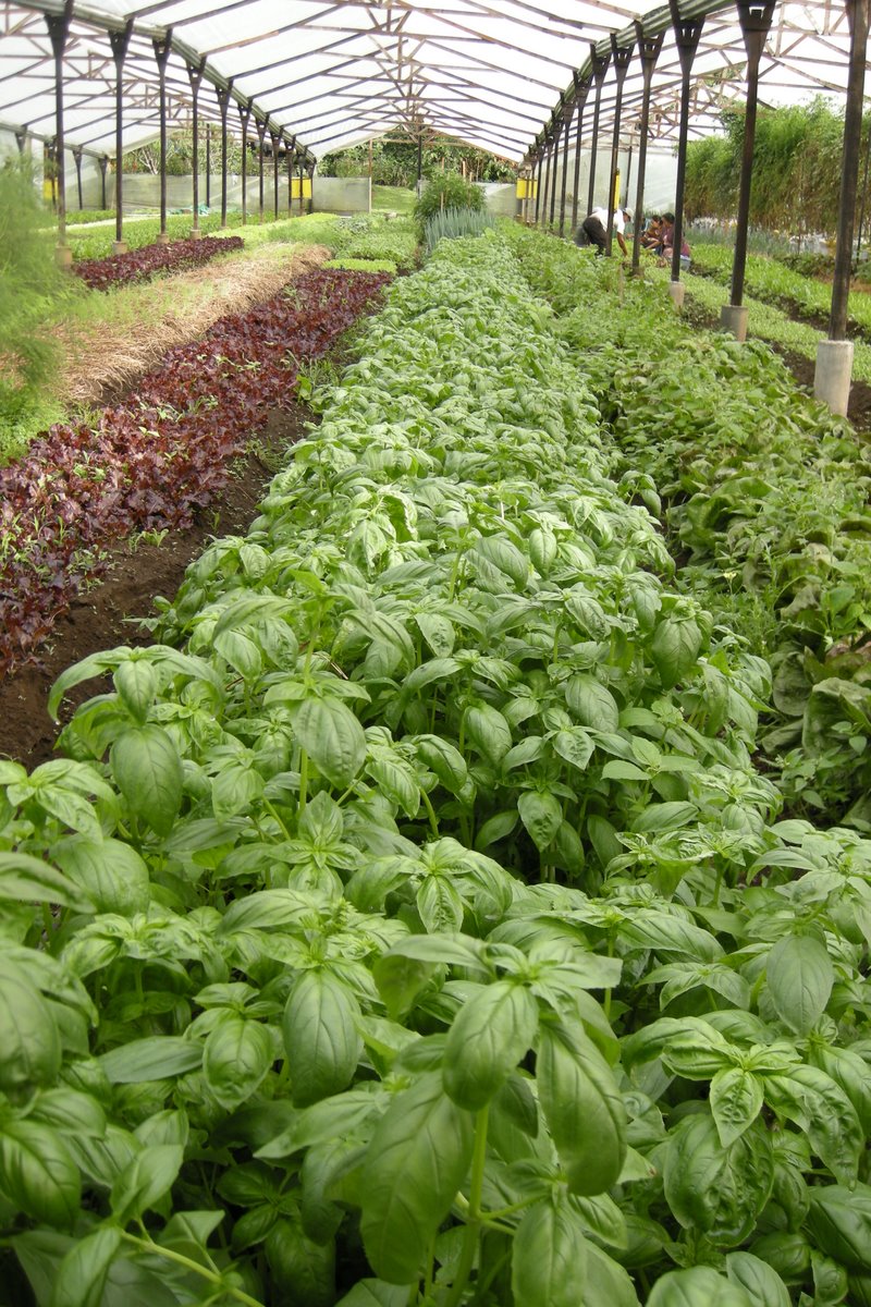 Caoba Farms - Organic Farming in Antigua Guatemala: Images