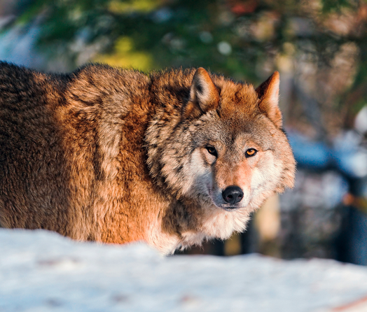 ERIPE LUPUS: LEARN ABOUT WOLVES AND LOVE WOLVES