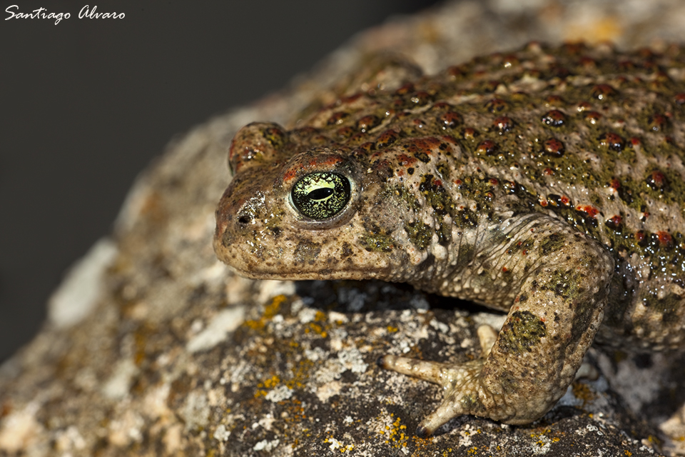 SAPO CORREDOR | Mirada