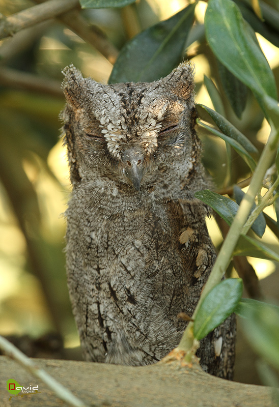 Autillo (Otus scops )