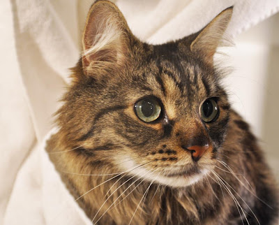 Insights into Veterinary Endocrinology: Nutritional Management of ...