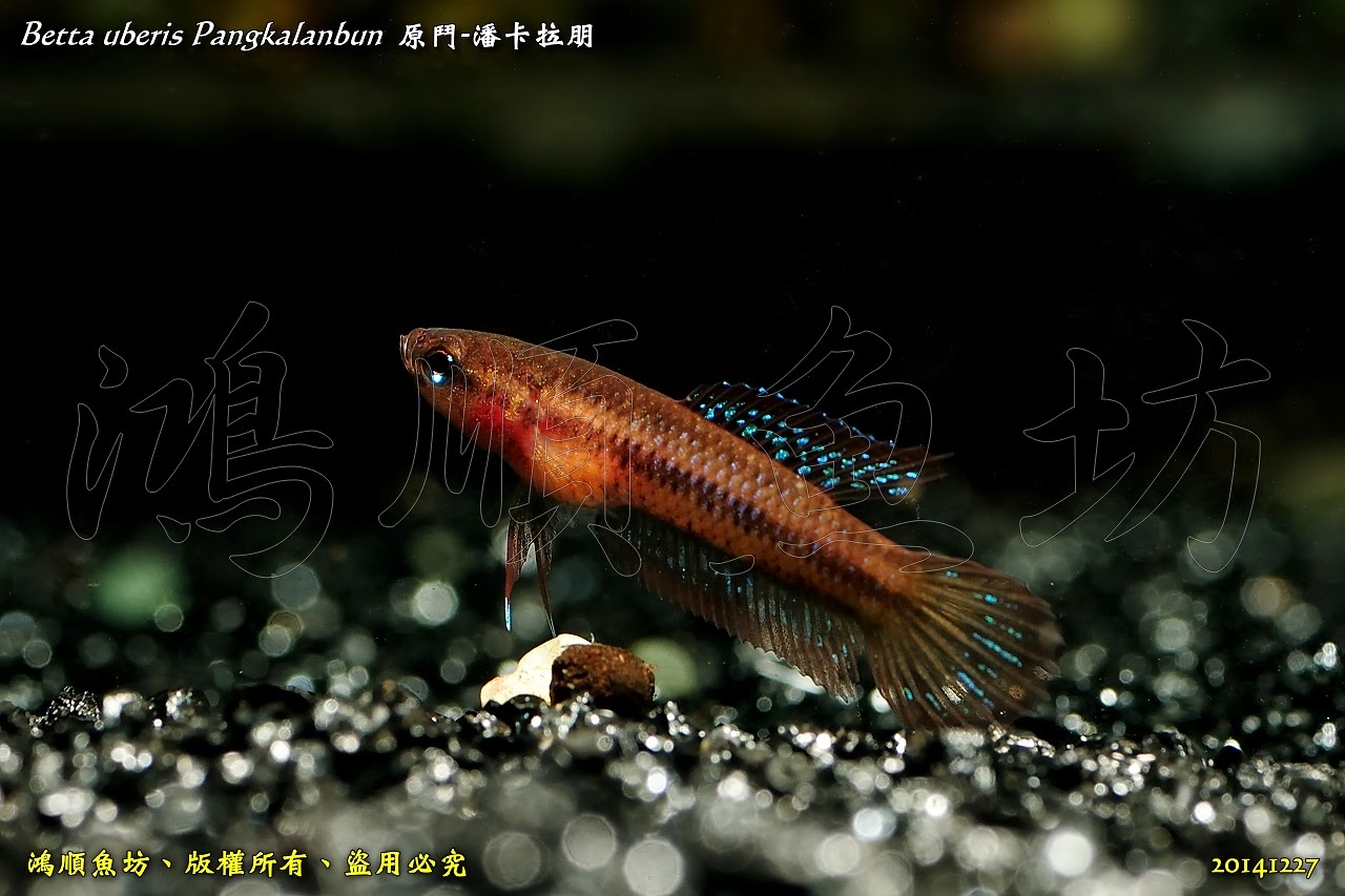 鴻順魚坊: Betta uberis Pangkalanbun 原鬥-潘卡拉朋