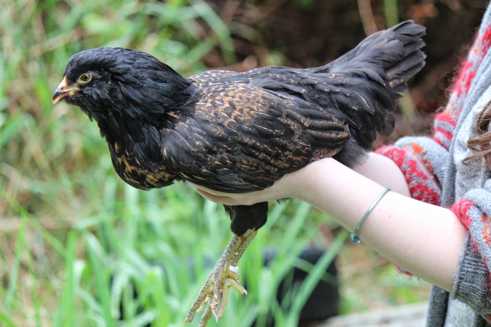 Raising Chickens: Spider's Progress