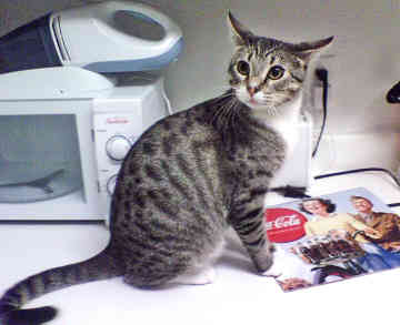 leopard: California Spangled Cat