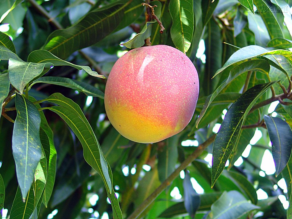 Salada de Fruto: A MANGA: LENDAS E BENEFÍCIOS