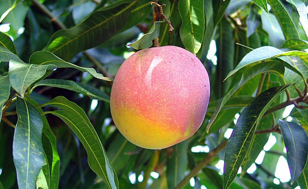 Salada de Fruto: A MANGA: LENDAS E BENEFÍCIOS