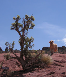 Whispering Jesse Sailing Blog by John Lichty: Fisher Towers Hike