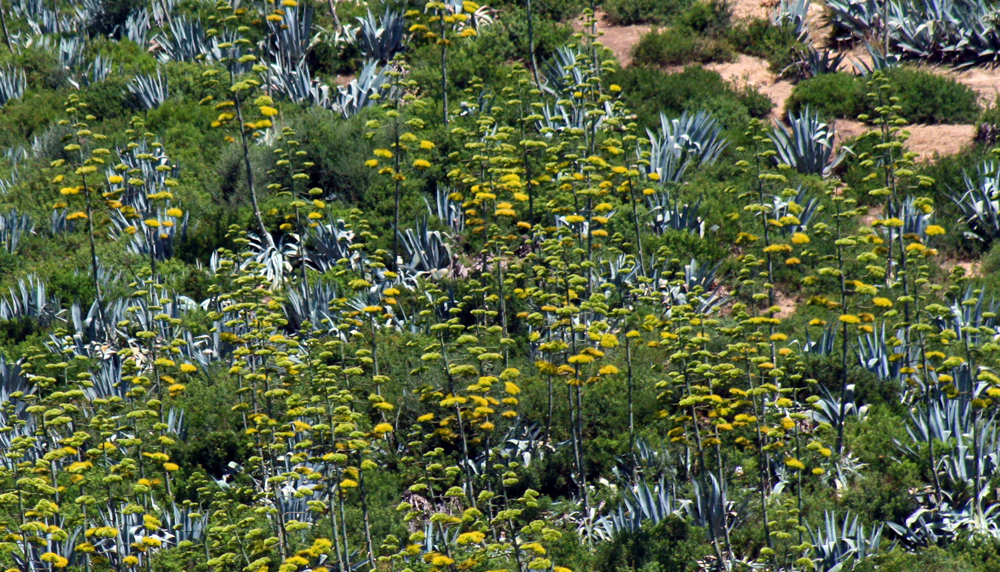 THE VIEW FROM FEZ: Moroccan Agave - Flowering Season