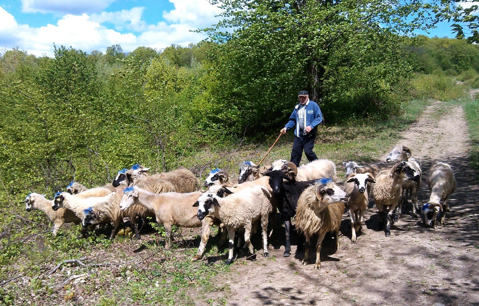 EFEMERIDE: Oaia neagră și omul albastru