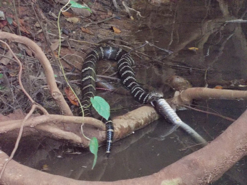 Eastern Ghats Wildlife Society: Conservation of King Cobras in Andhra ...