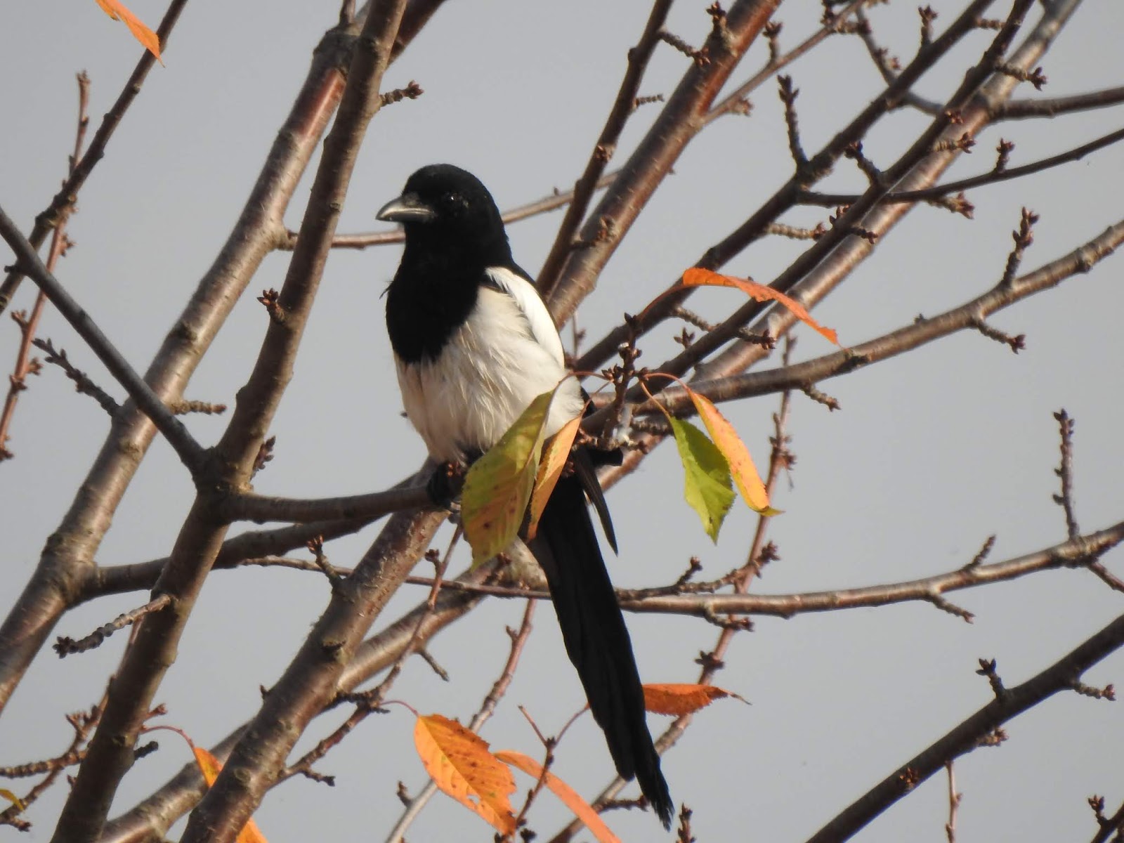 PASARI DIN ROMANIA: COTOFANA, Pica pica