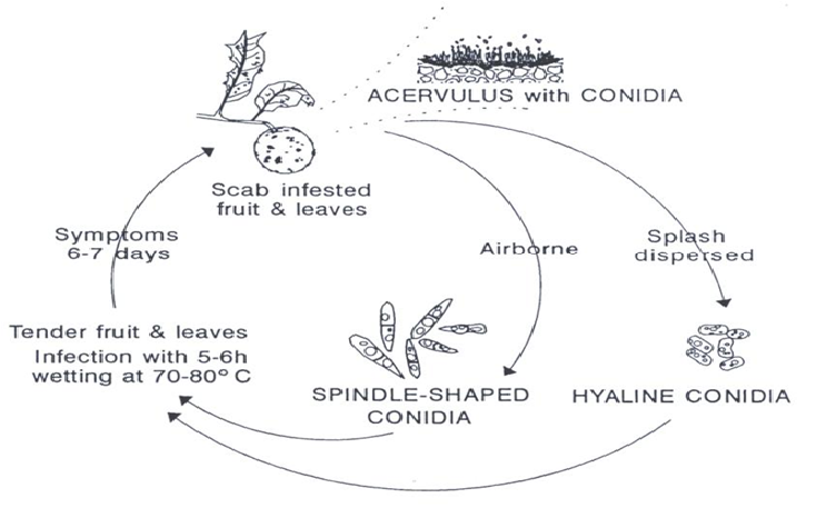 citrus scab management - General Agriculture