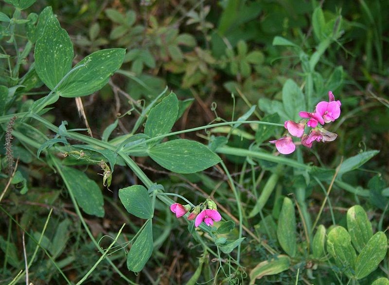 Variety of Life: Lathyrus