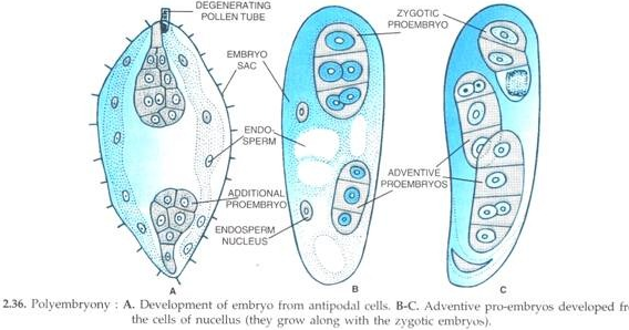 Polyembryony, Apomixis, Embryo Culture