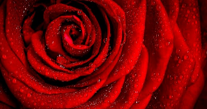 Les petites images d'Amour du net: Gros plan sur une magnifique rose rouge