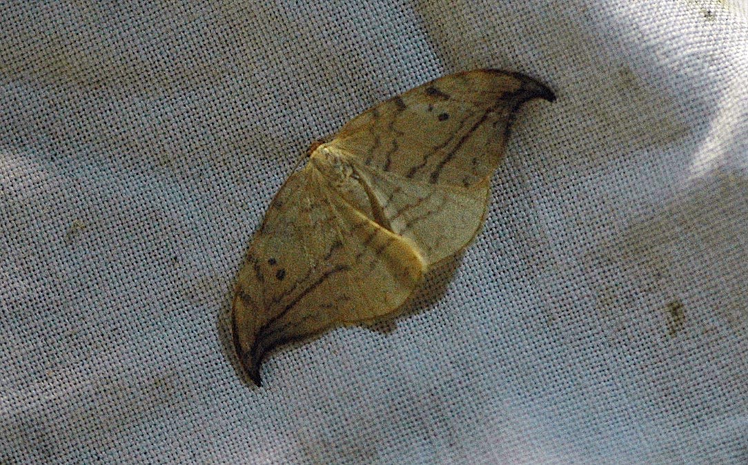 Field Biology in Southeastern Ohio: A Moth Night at Wahkeena Nature ...