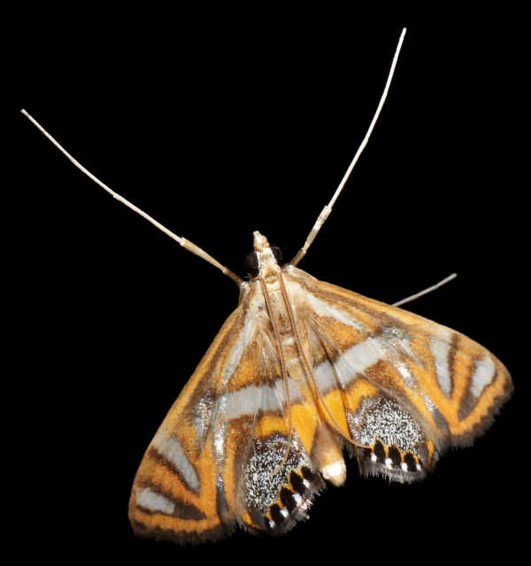 Moths of Toowoomba