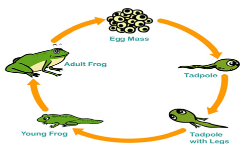 Life Processes of Animals