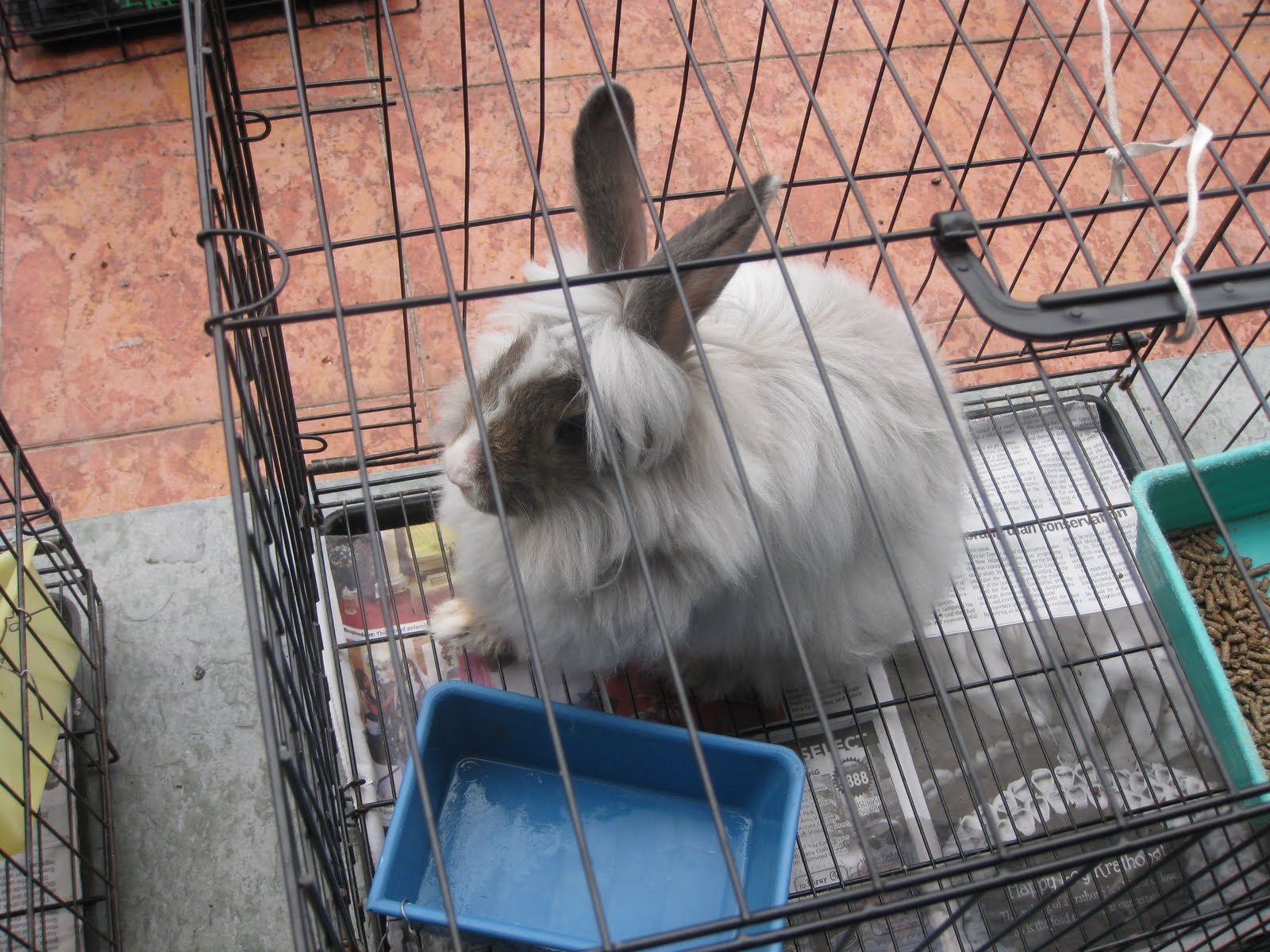LADANG ARNAB BUKIT BADONG, SELANGOR - PUSAT PENJUALAN DAN PENTERNAKAN ...