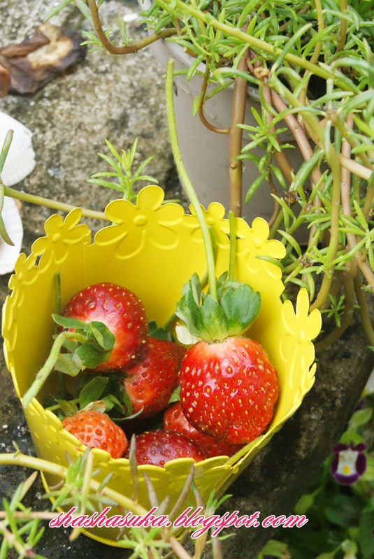 HoBi & KoleKsikU...: Pokok Strawberry