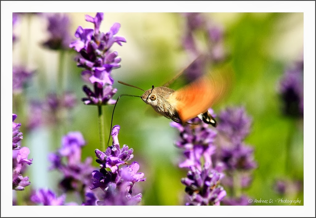 Species of UK: Week 30: Hummingbird Hawk-moth (‘Macroglossum stellatarum’)
