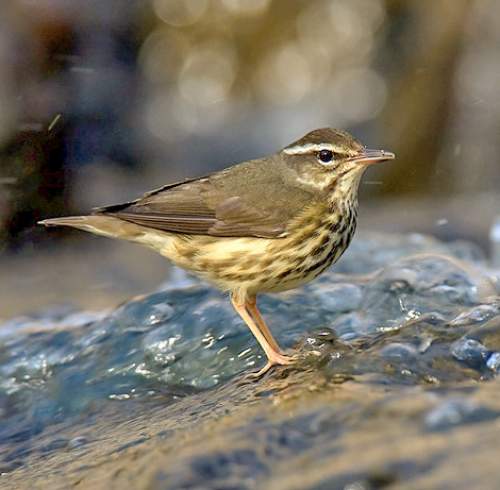 Louisiana waterthrush | American birds | Birds of India | Bird World