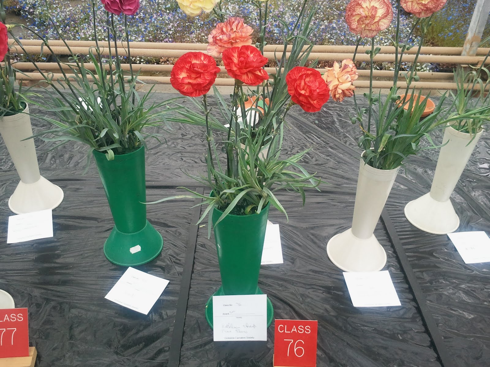 Breeding and Showing Flowers: Border Carnations